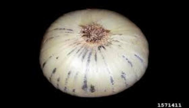 is black mold on onions dangerous in tamil - is black mold on onions ...