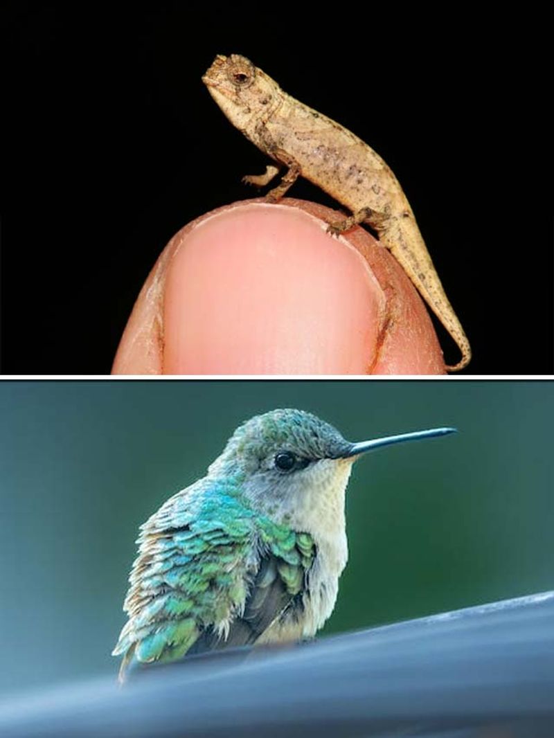 7 smallest Animals in the world- Asianet News English