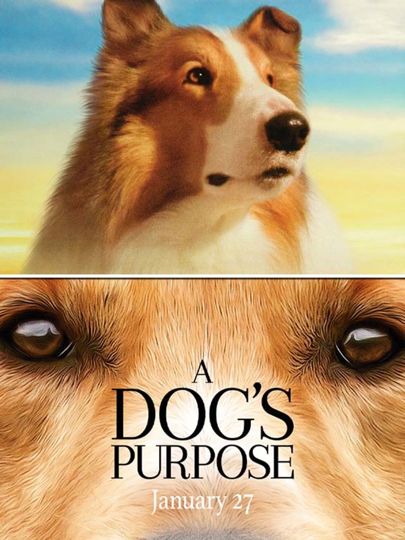 International Dog Day: 7 best Dog films for the day- Asianet News English