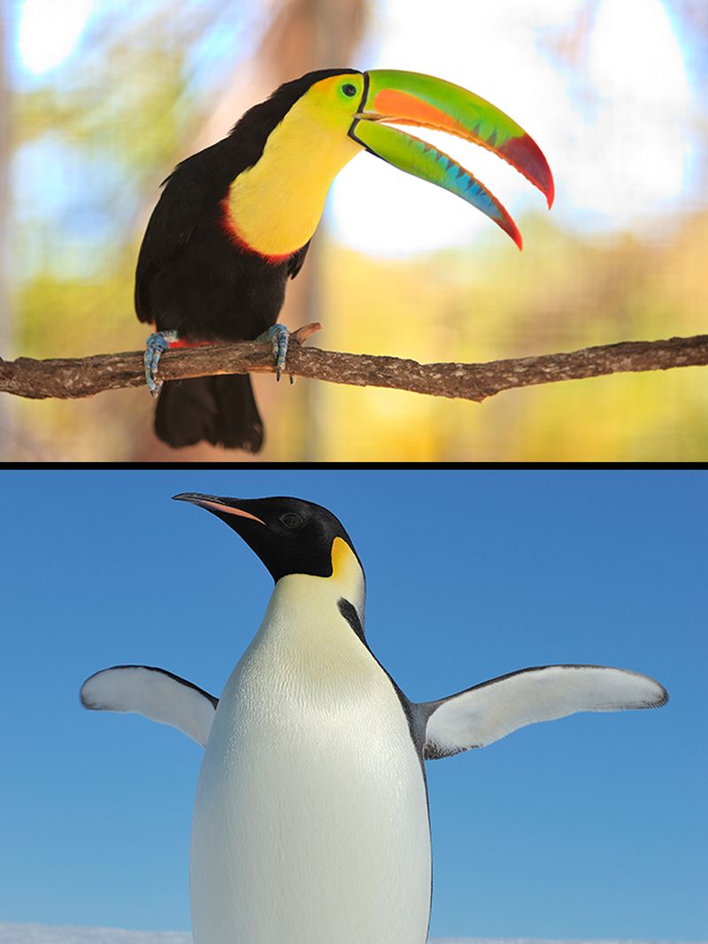 Toucans to Penguins: 7 birds with unusual beaks