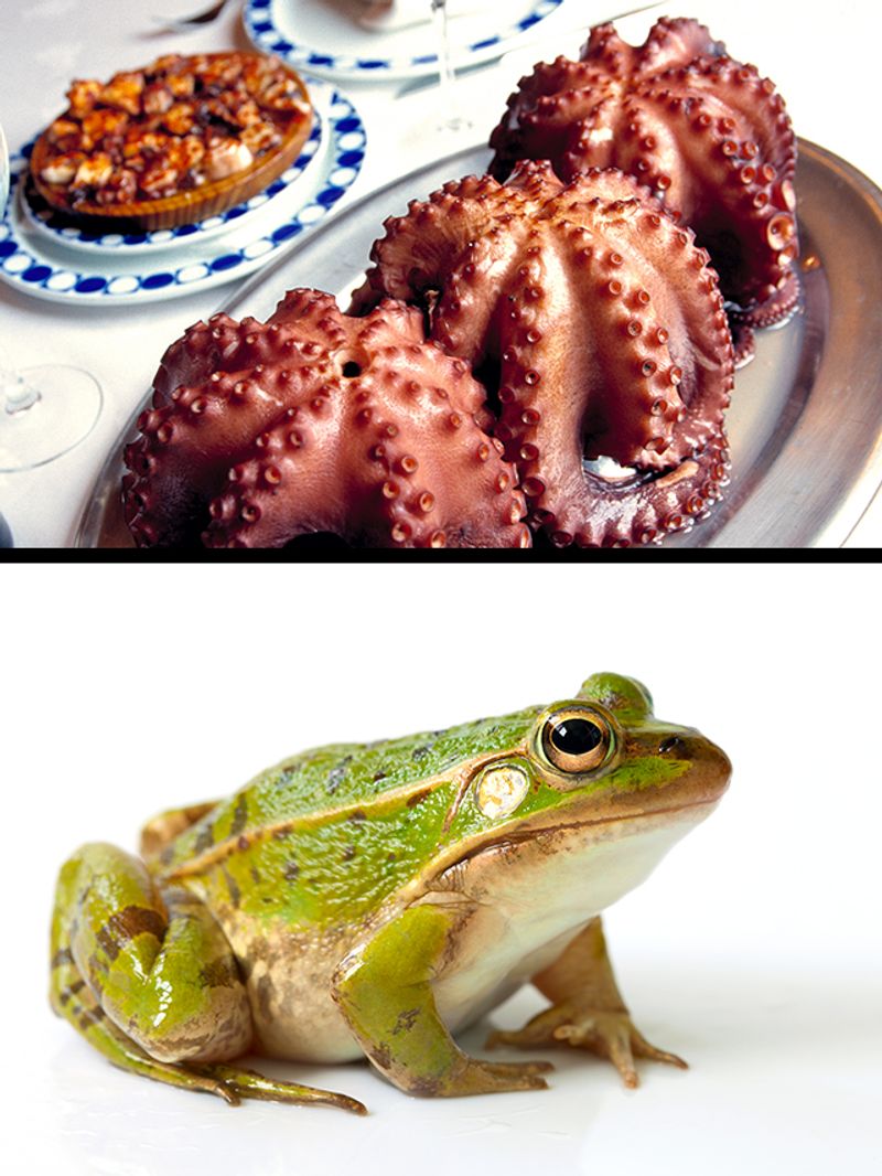 Octopus to Frog: 6 animals that are eaten alive by Humans- Asianet News ...