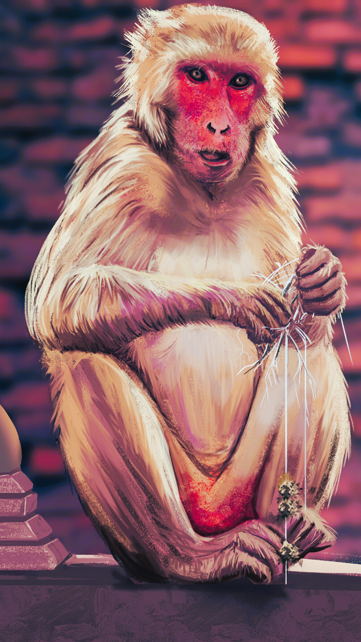 मथुरा-वृंदावन जाने से पहले Alert, यहां के बंदरों को लगा है अजीब रोग ...