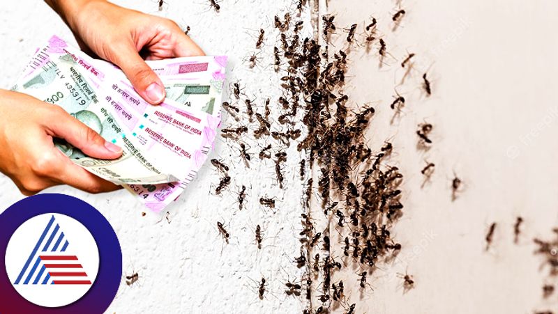 ಕೈ ತುಂಬಾ Money black ant ಕಾರಣ; rich ರ house secret ಬಯಲು! | Astro Tips ...