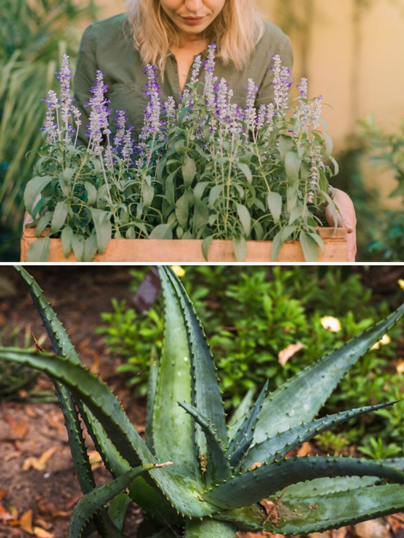 7 plants that bring positive energy and peace- Asianet News English