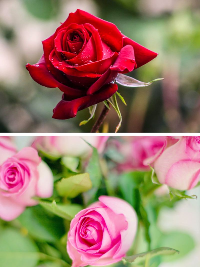 Red to Pink: 7 beautiful colours of Roses- Asianet Newsable