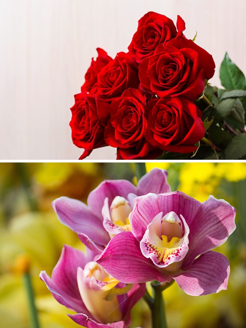 Roses to Orchids: 7 beautiful flowers that symbolize LOVE- Asianet News ...