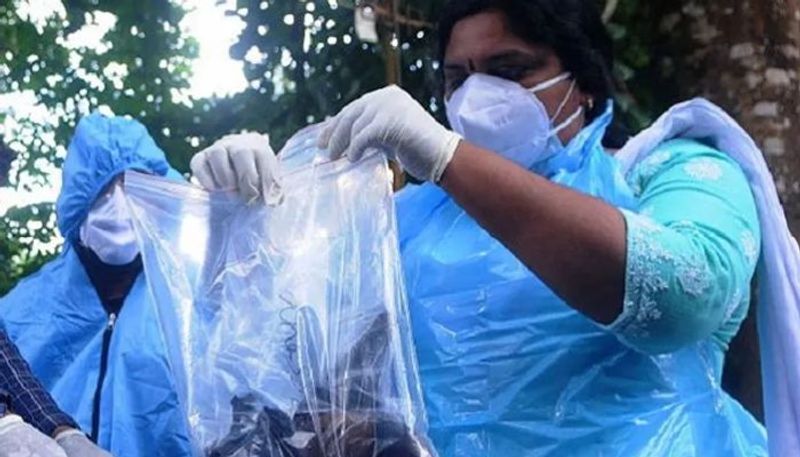 Nipah virus in Kerala: Bat samples collected, fruit growers worried ...