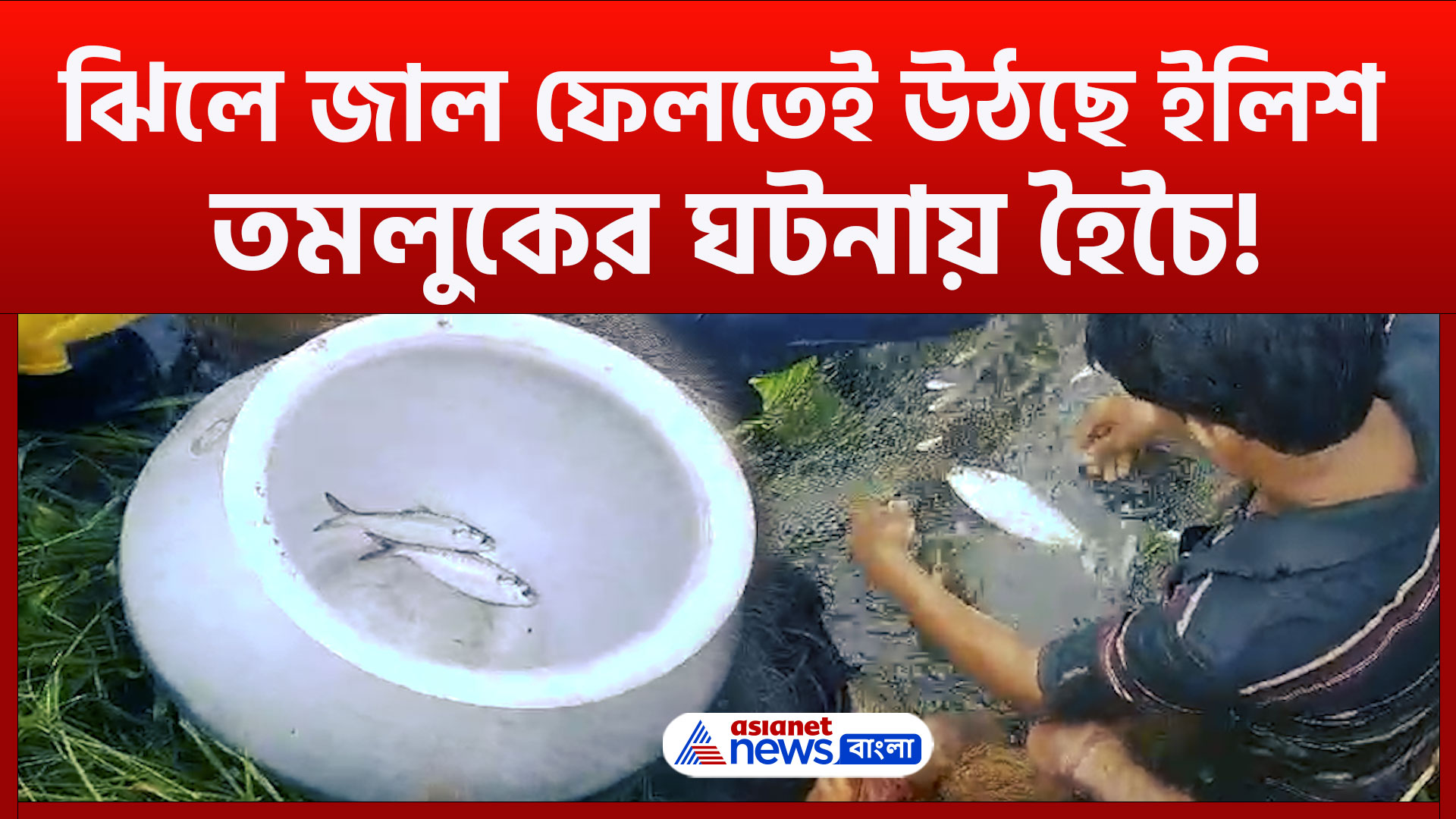 Tamluk Hilsa : ঝিলে জাল ফেলতেই উঠে আসছে ইলিশ! তমলুকে চাঞ্চল্য, দেখুন ...