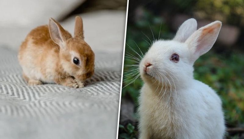 International Day of Rabbits 2023: Day, history and significance ...