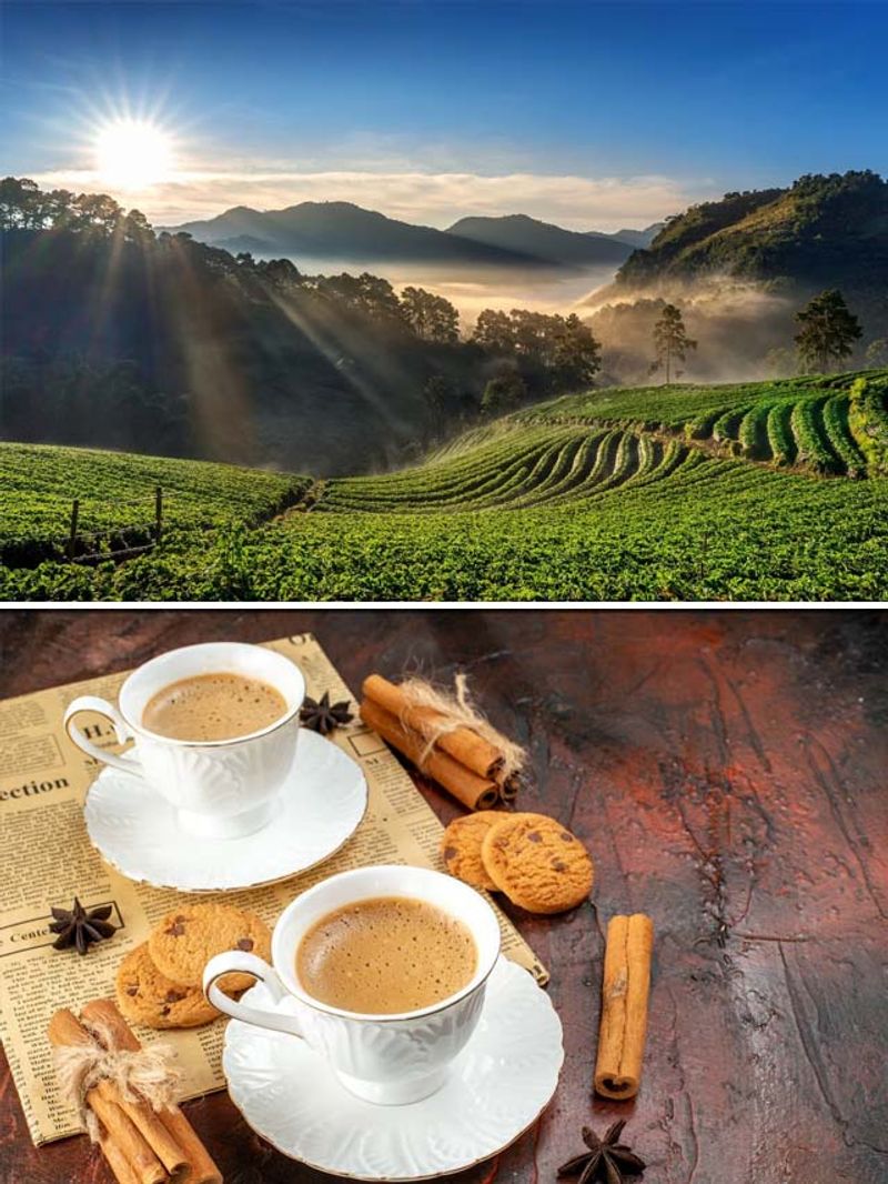7 types of tea you can get across India | Asianet Newsable