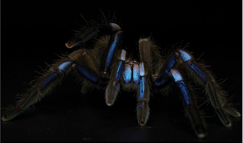 Fascinating! Discovery of rare electric blue tarantula in Thailand ...