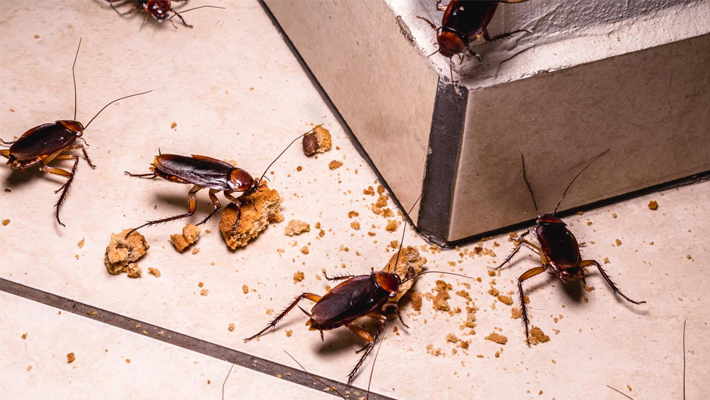 Say goodbye to cockroaches: Effective home remedies to get rid of pests ...
