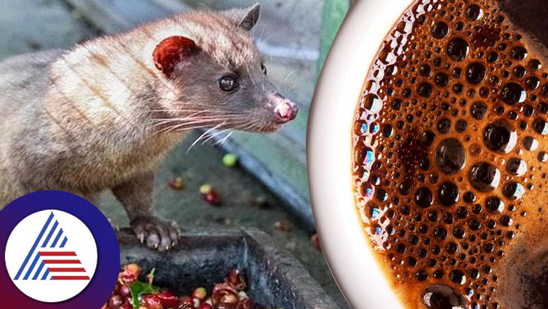 ಛೀ ಅನ್ನಬೇಡಿ… ಪ್ರಾಣಿ ಮಲ, ಎಂಜಲು, ವಾಂತಿಯಿಂದ ಮಾಡಿದ ಕಾಫಿಗೆ ತುಂಬಾ ರೇಟ್ ...