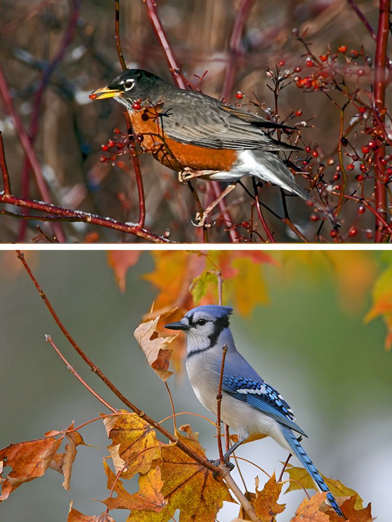 Nightingale to Robin: 7 birds with unique calls- Asianet News English
