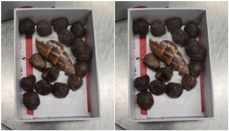 woman caught with giraffe poop: വിമാനത്താവളത്തില്‍ പരിശോധനക്കിടെ ...