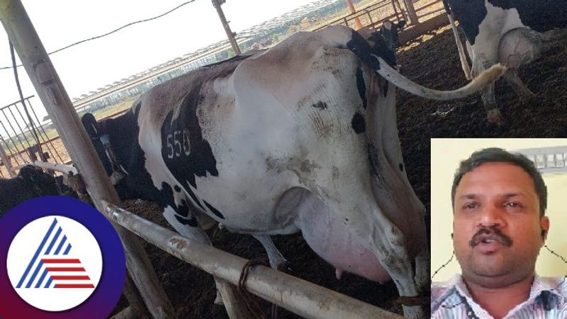 ಇಸ್ರೇಲ್ ಹಮಾಸ್ ಯುದ್ಧ: 100 ಹೈಬ್ರಿಡ್ ಹಸುಗಳ ಆಮದು ಸ್ಥಗಿತ. - Israel Hamas War ...