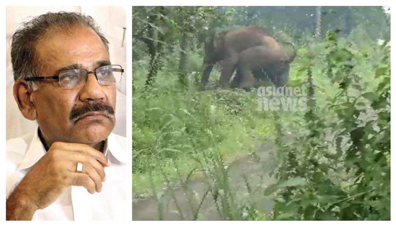 കാട്ടാനയെ തുരത്താൻ നടപടികള്‍ സ്വീകരിക്കുന്നു, മയക്കുവെടി വെക്കുന്ന ...