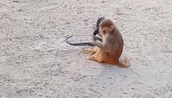 Snake-Monkey Fight: বিষধর সাপের সঙ্গে লড়াইয়ে জয় বানরের, ভাইরাল ভিডিও ...