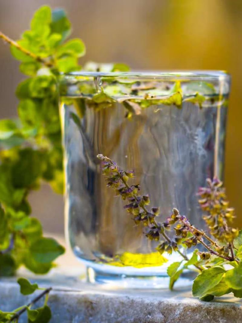 7 benefits of drinking Tulsi water: A natural elixir for wellness ...