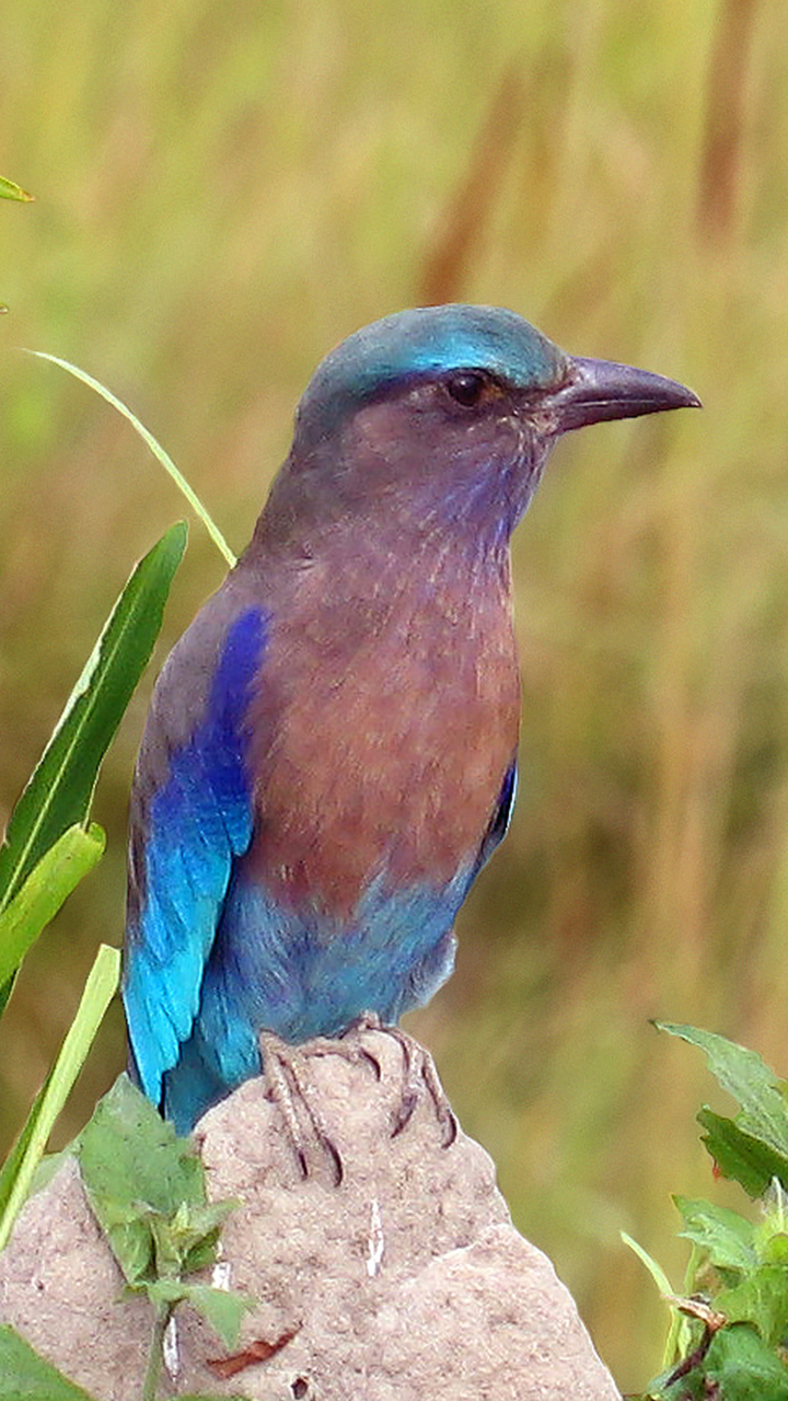 दशहरे पर किस ‘चिड़िया’ का दिखना होता है शुभ? - dussehra 2023 beliefs ...