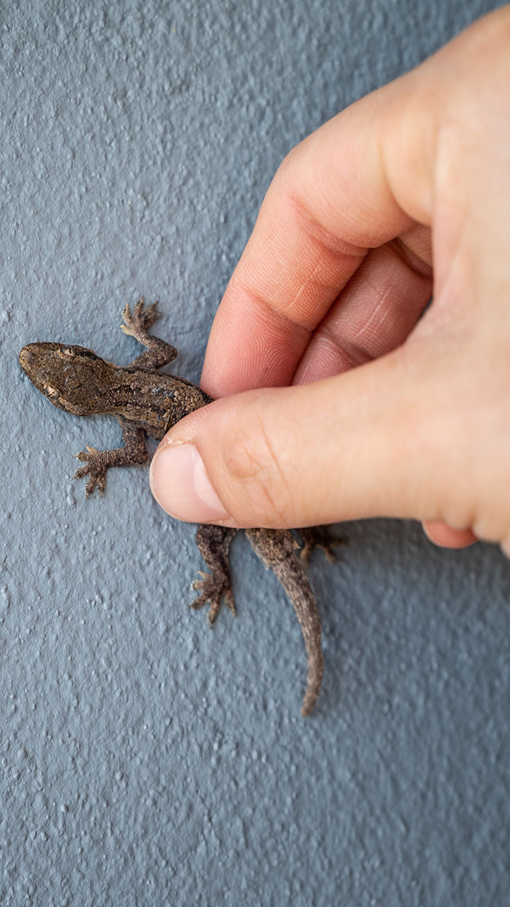 Want to keep lizards at bay? 9 home remedies you should know- Asianet ...