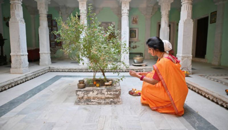 Tulsi worship: How to worship Tulasi Devi to attain her blessings? Read ...