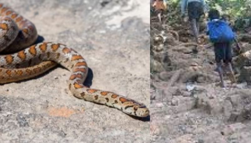 snake bite : 6 -കാരിക്ക് അണലിയുടെ കടിയേറ്റു, ഒരാഴ്ചക്കിടെ രണ്ടാം സംഭവം ...