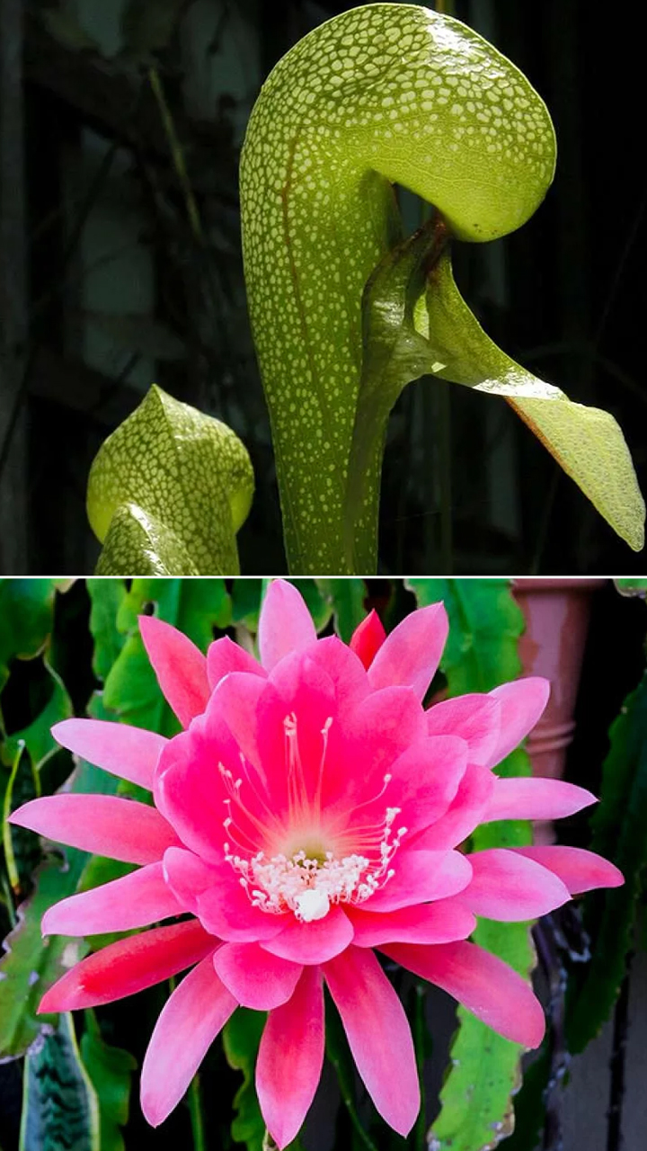 7 Himalayan Flowers आपने कभी नहीं देखे होंगे! कोबरा लिली सबसे अलग - 7 ...