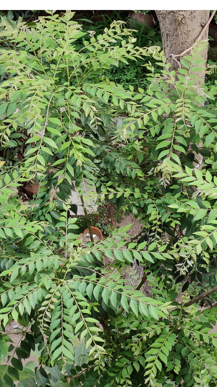 Vastu Tips : घरात कढीपत्त्याचे रोप लावणे योग्य की अयोग्य? जाणून घ्या ...