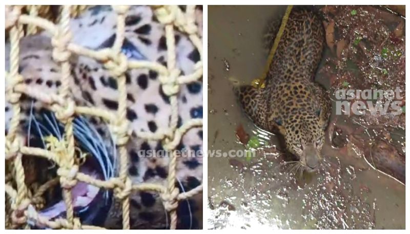 Leopard rescued : ദൗത്യം വിജയം, കണ്ണൂരിൽ കിണറ്റിൽ വീണ പുലിയെ മടക്കുവെടി വച്ച് കൂട്ടിലാക്കി ...