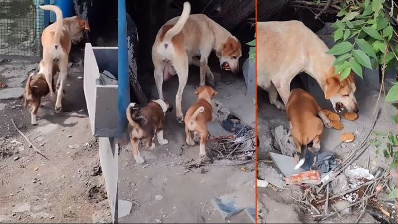 Mother Love: Puppies ಹೊಟ್ಟೆ ತುಂಬಿಸಲು ಬಾಯ್ತುಂಬಾ Biscuits ತುಂಬಿಸಿಕೊಂಡು ...