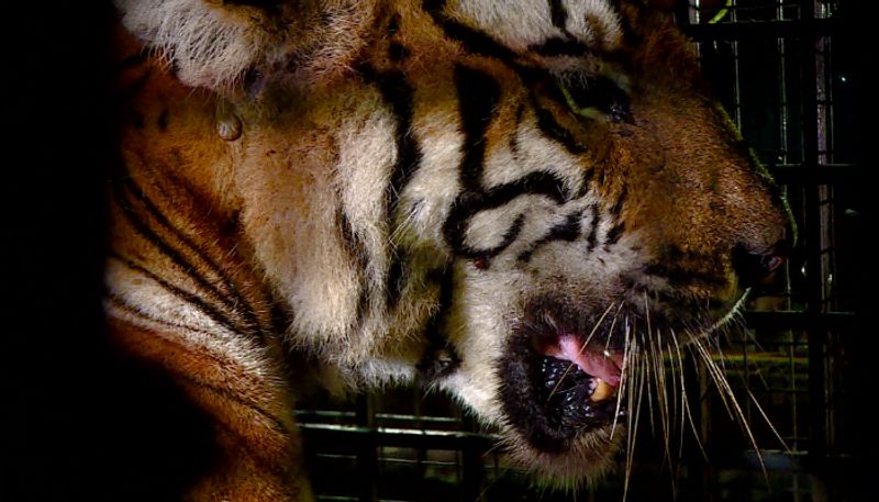Kerala: 7 killed in tiger attacks in Wayanad over last 8 years, says ...