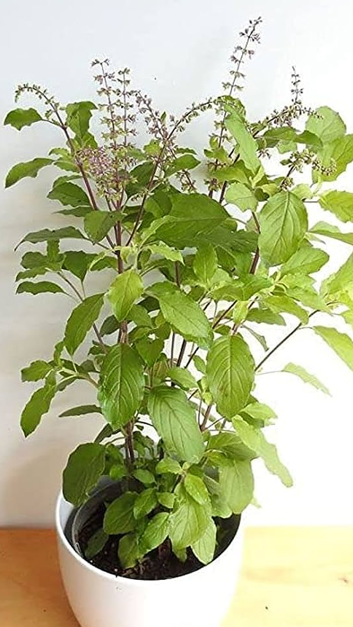 तुळशीची पाने अचानक लाल झालीत? असू शकतात ही 3 कारणे - tulsi plant leaves ...