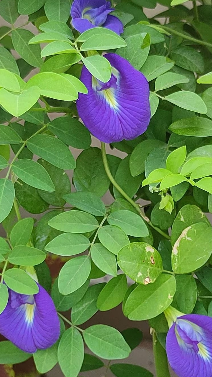 वजन कमी करायचेय? प्या गोकर्णाच्या फुलांचा चहा - gokarna flower tea is ...