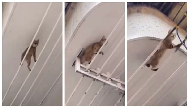 Daredevil cat walks on cable wires, video goes viral on X