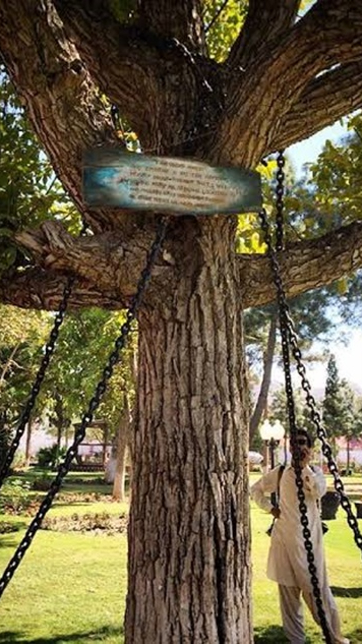 125 साल से जंजीरों में जकड़ा हुआ है ये पेड़, जानें क्या है कारण - tree ...