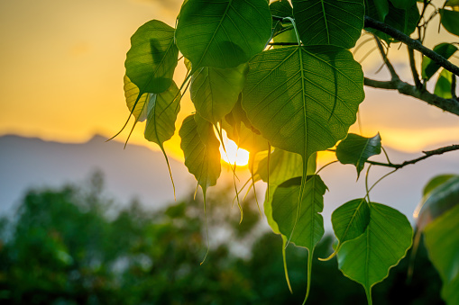 Ashwattha tree: ভুলেও অশ্বত্থ গাছে রবিবার জল দেবেন না, এই দিনে প্রদীপ ...