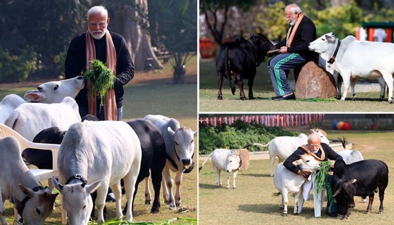 On Makar Sankranti, PM Modi celebrates festival by feeding cows at his ...