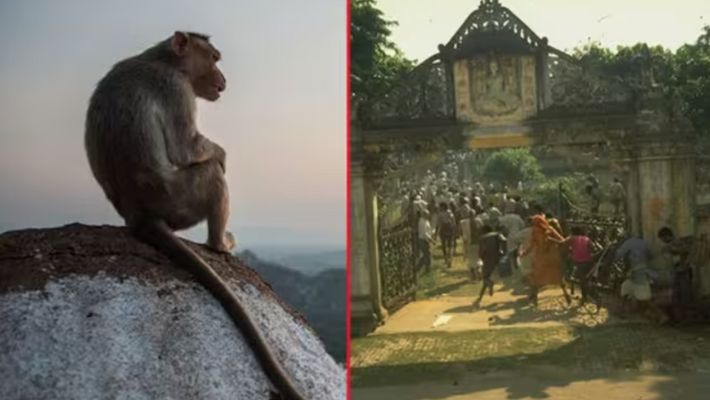 राम मंदिर आंदोलन से जुड़ी बंदरों की कहानियां, जानकर हैरान हो जाएंगे आप ...