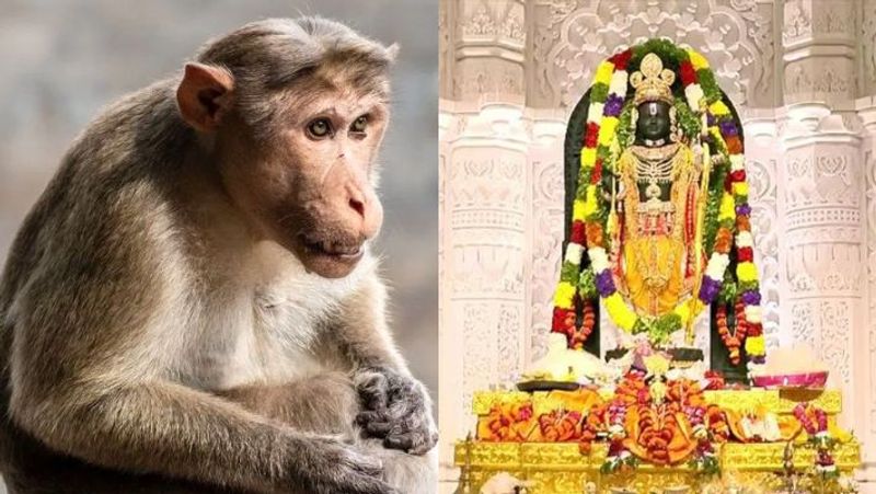 Monkey Enters Inside Ram Temple : அயோத்திக்கு வந்த ஹனுமான்.. ராமர் ...