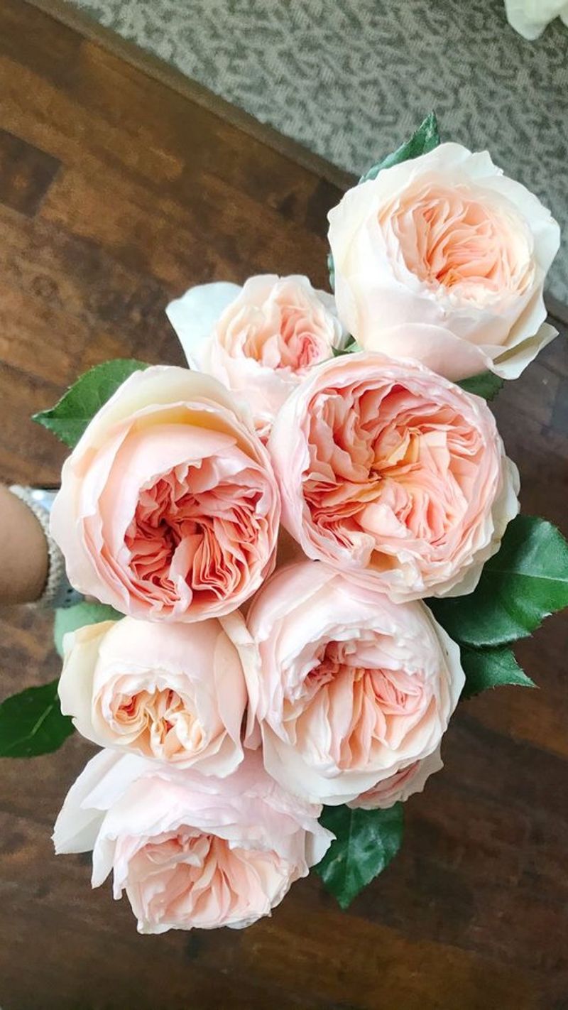 Rare Beauties: A Rose That is Priced at Rs 130 Crore | A Rose That Is ...