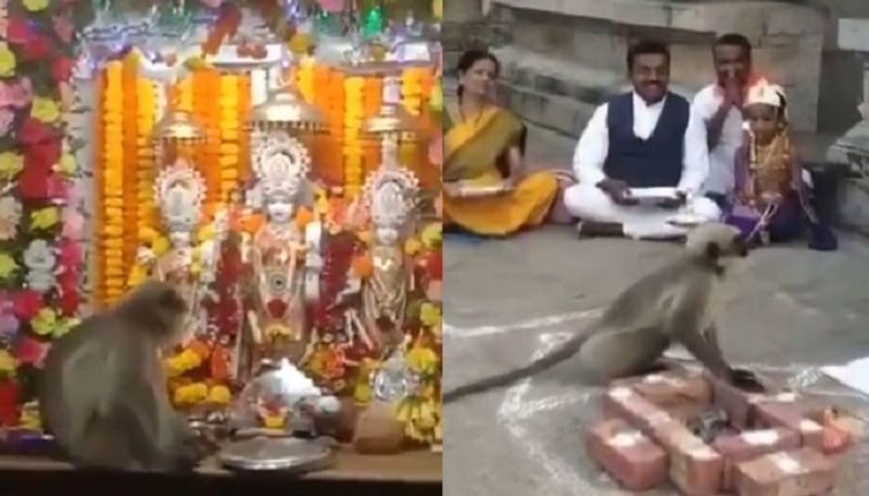 రాముడి కోసం వస్తున్న హనుమంతుడు.. విగ్రహం పాదాలను తాకి వెళ్తున్న కోతి ...