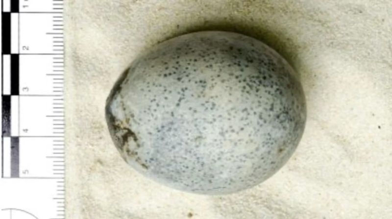 Remarkable discovery: 1,700-year-old Roman-age egg unearthed in Britain ...