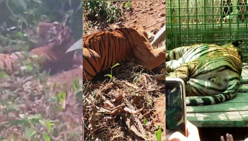 Kerala: Forest department clarifies on tiger's death; says cable trap ...