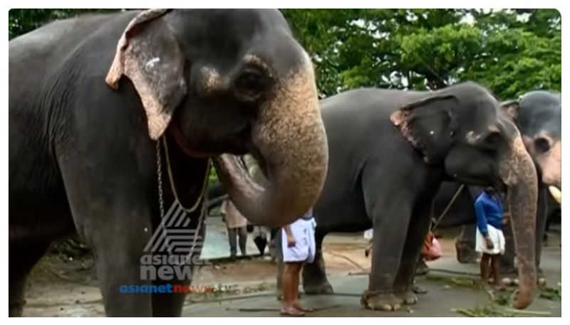 350 ക്യാമറകള്‍, ഗുരുവായൂരിലെ പുന്നത്തൂര്‍ ആനത്താവളത്തില്‍ ആനകളെ ...