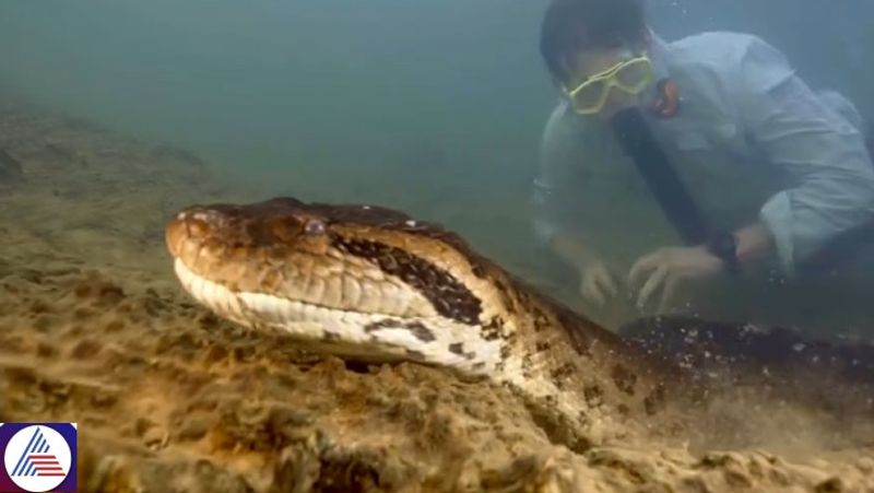 World’s largest snake, 26-feet northern green anaconda found in Amazon ...