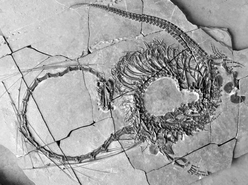 Unveiled: Complete fossil of a 240-million-year-old 'Dragon' | Asianet ...