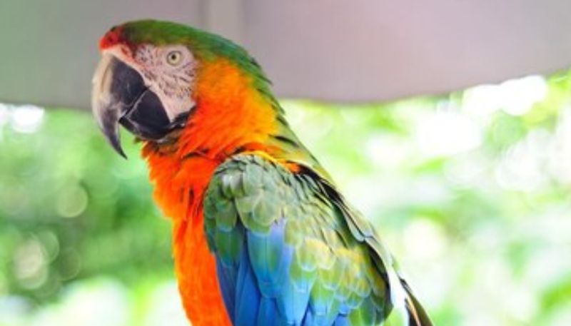 What is Parrot fever? Symptoms, treatments of this outbreak that killed ...