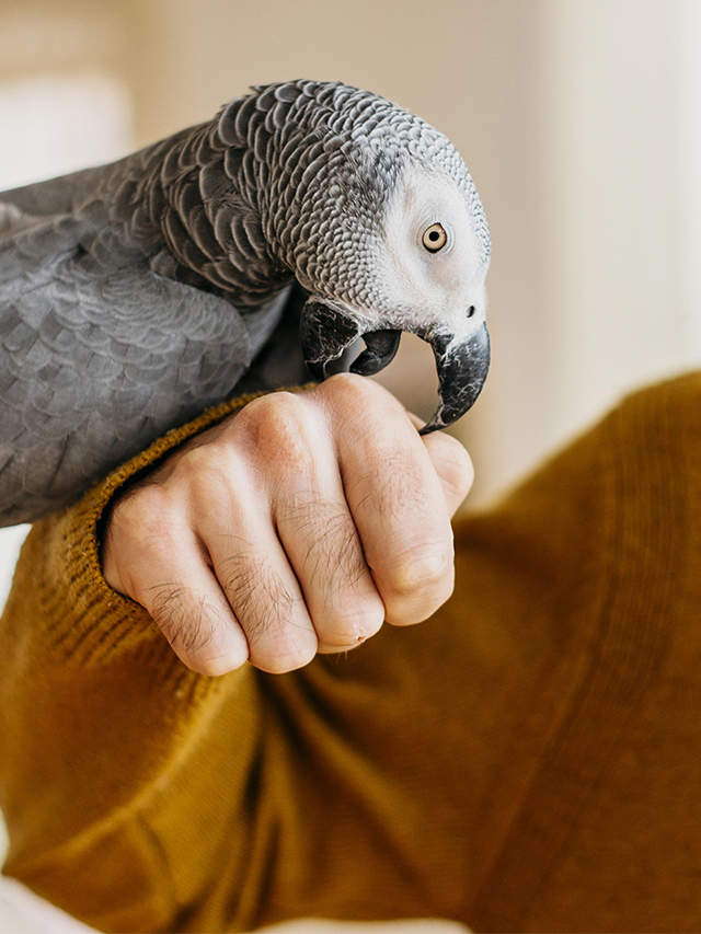 क्या है Parrot Fever, जानें क्या है इसके लक्षण और बचाव - health tips ...