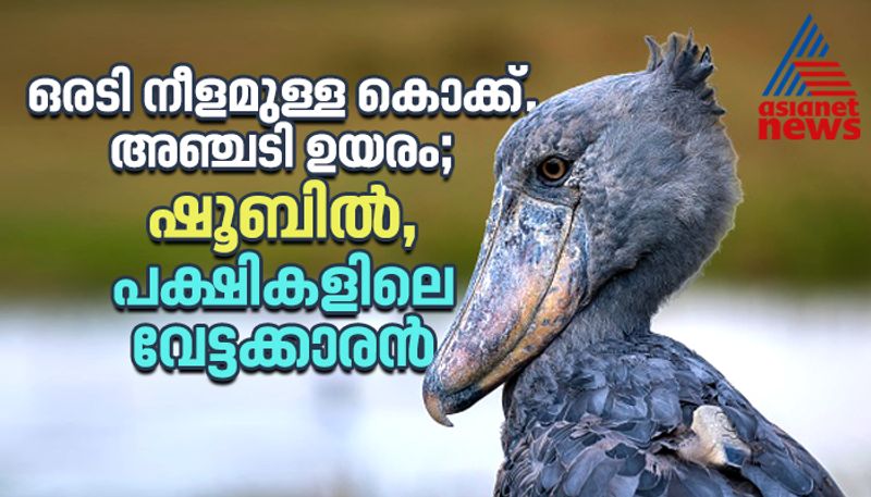 Shoebill human sized African bird: മുതലക്കുഞ്ഞുങ്ങളെ തിന്നുന്ന മനുഷ്യ ...